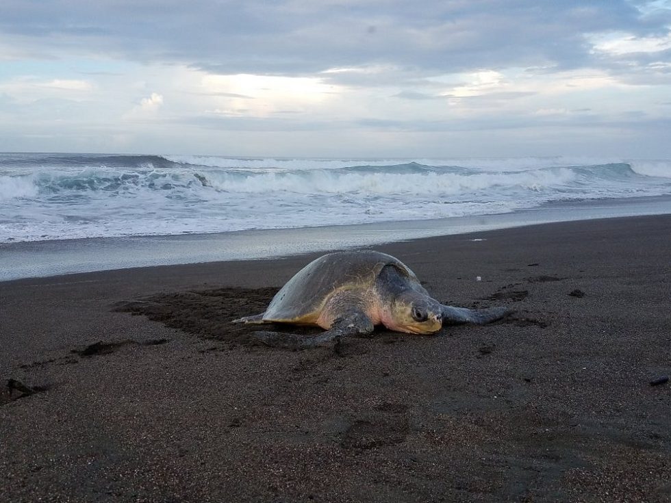 Wildlife Wonders You Can Discover Around Nosara Beach